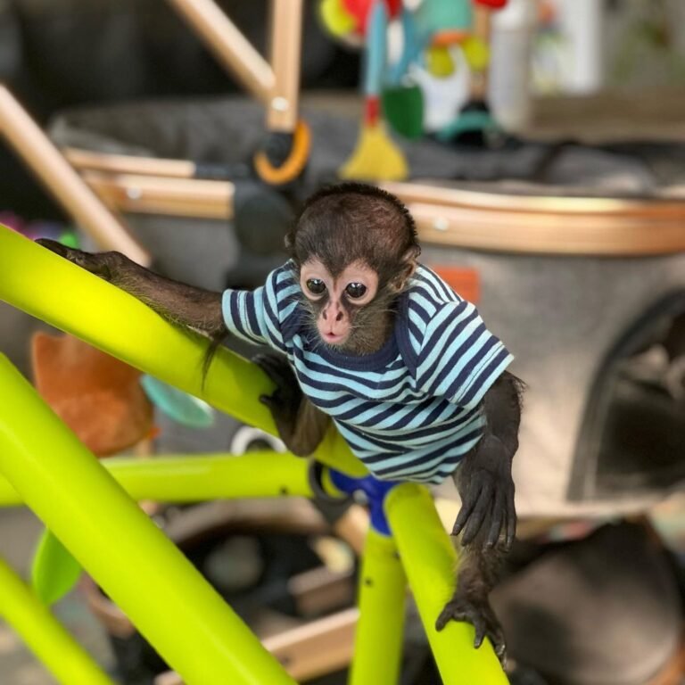 ADORABLE MONKEYS - Adopt Spider, Capuchin and Marmoset Monkeys today.