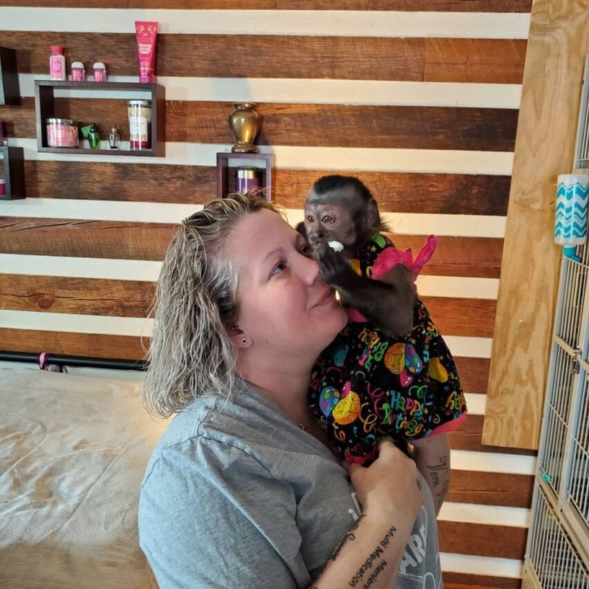 Marte – The Adorable Capuchin - ADORABLE MONKEYS