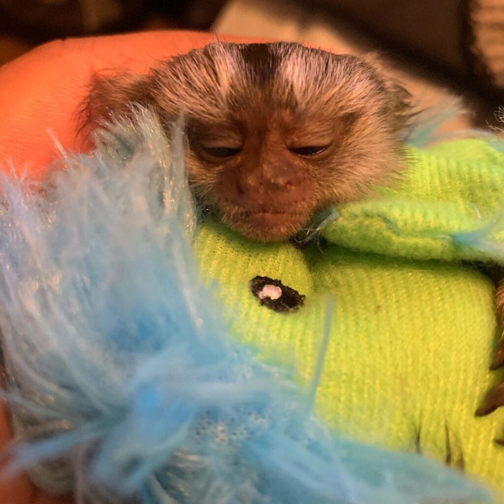 Marmoset Monkeys Adorable Monkeys