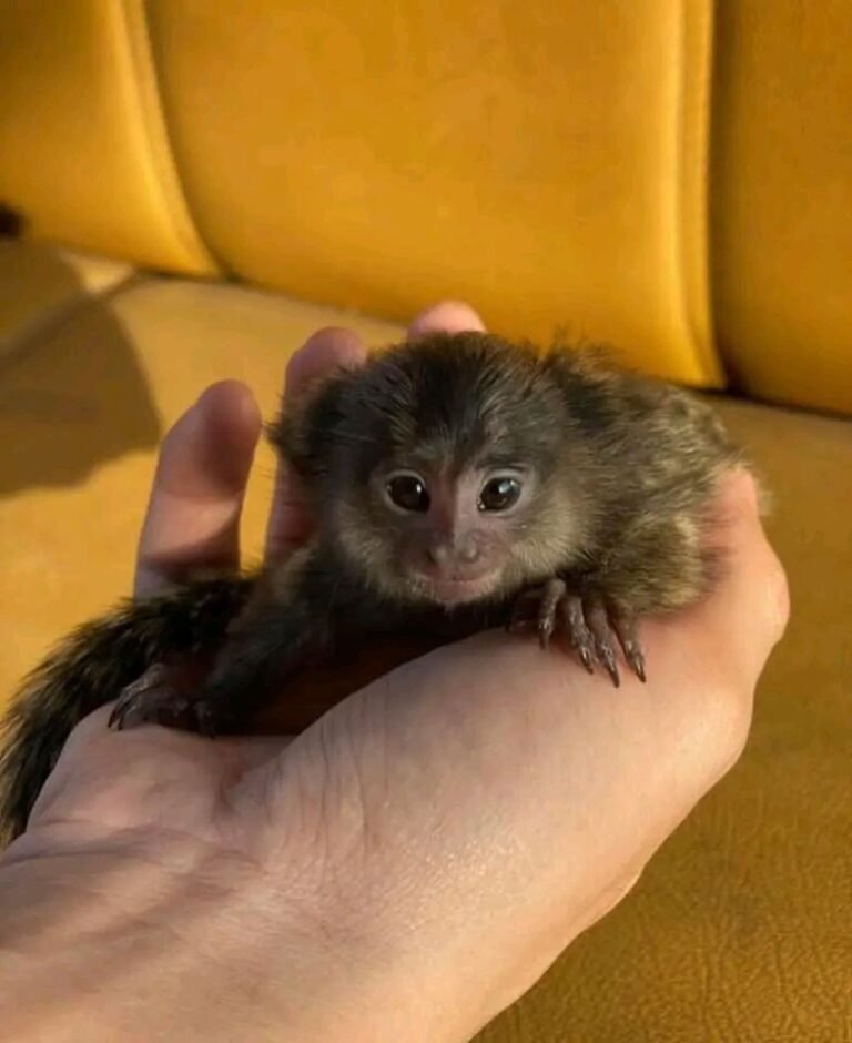 Nella – The Adorable Marmoset - ADORABLE MONKEYS