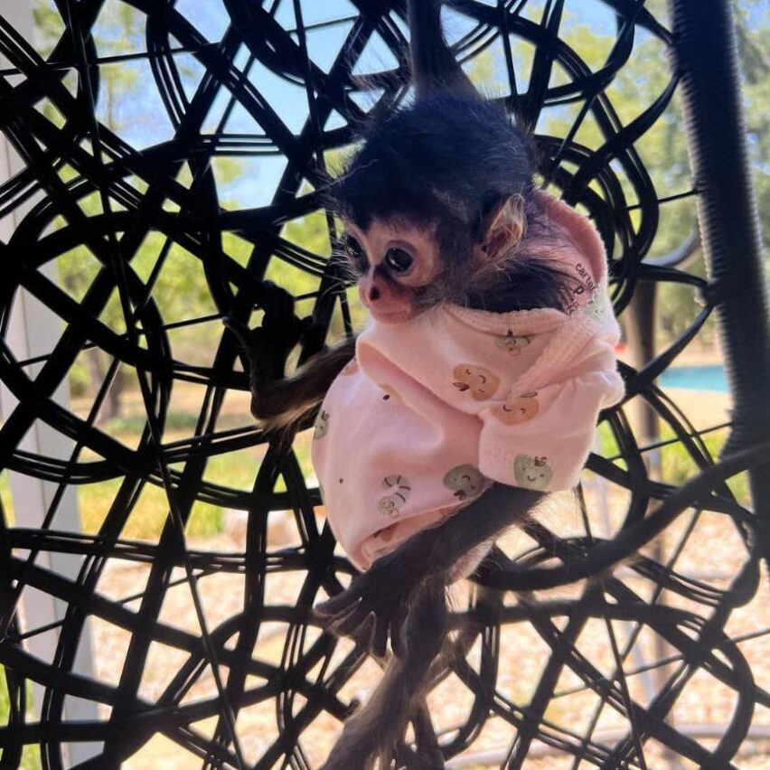 ADORABLE MONKEYS - Adopt Spider, Capuchin and Marmoset Monkeys today.