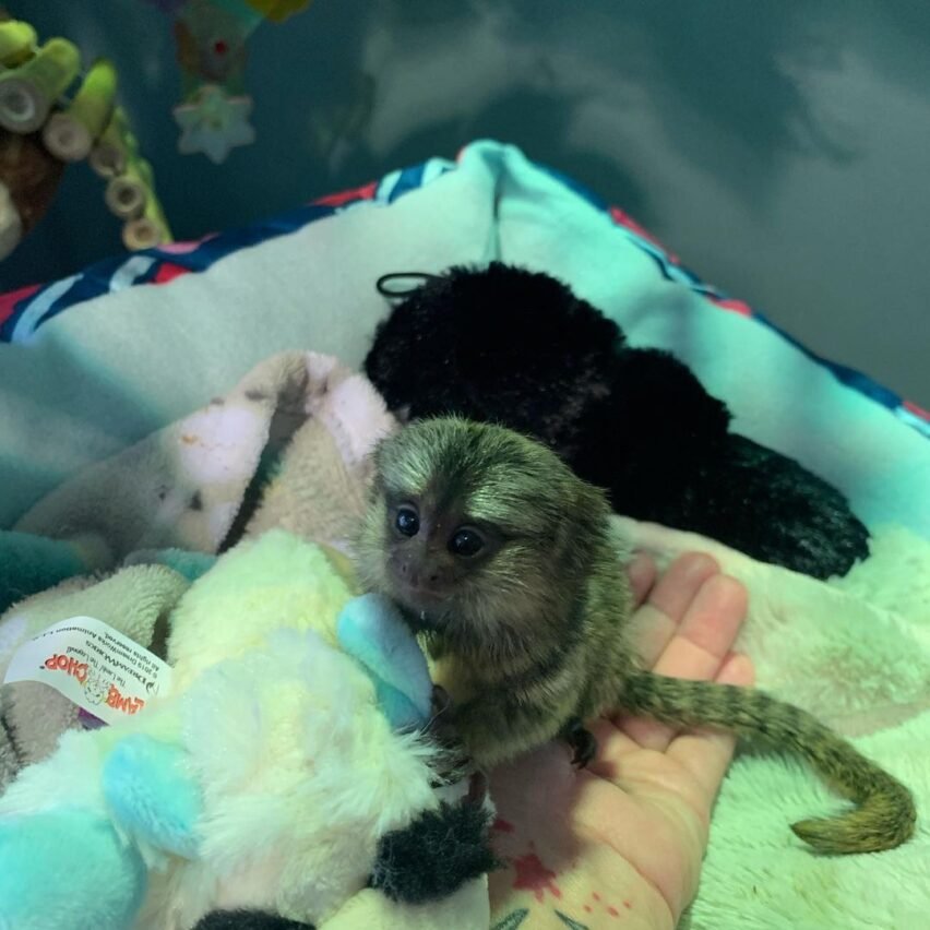 Zack – The Awesome Mermoset - ADORABLE MONKEYS