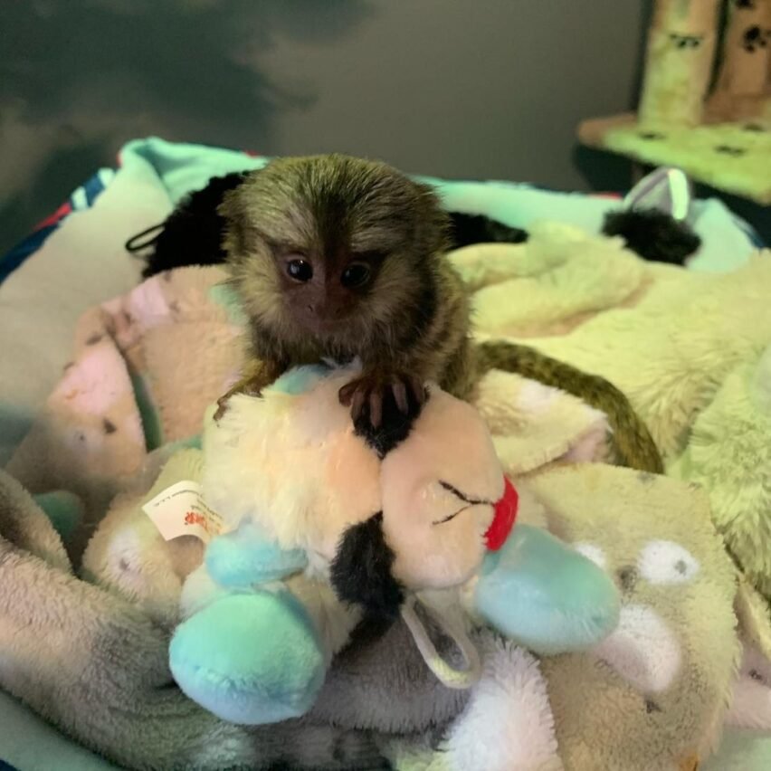 Zack – The Awesome Mermoset - ADORABLE MONKEYS