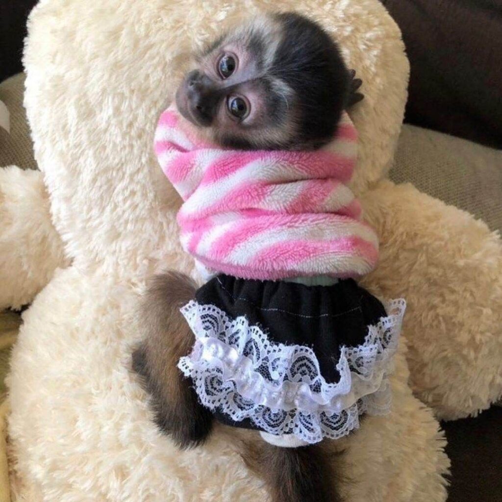 Capuchin Monkeys - ADORABLE MONKEYS