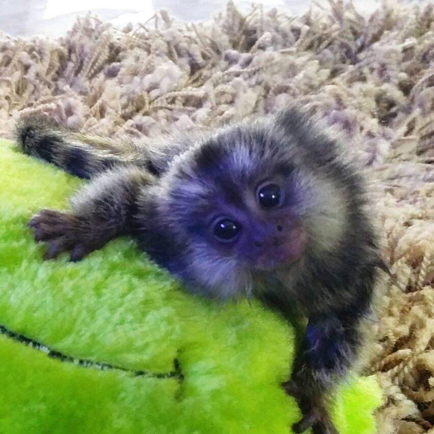 Kelly – The Adorable Marmoset - ADORABLE MONKEYS
