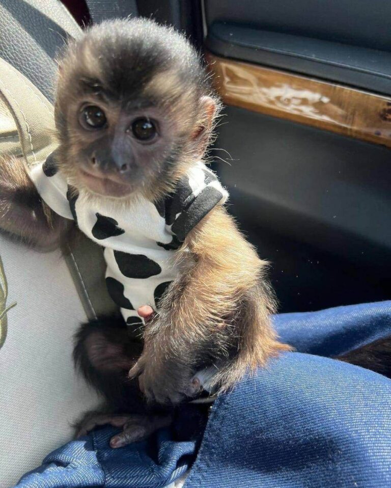 Cuddles – The Sweet Capuchin - ADORABLE MONKEYS