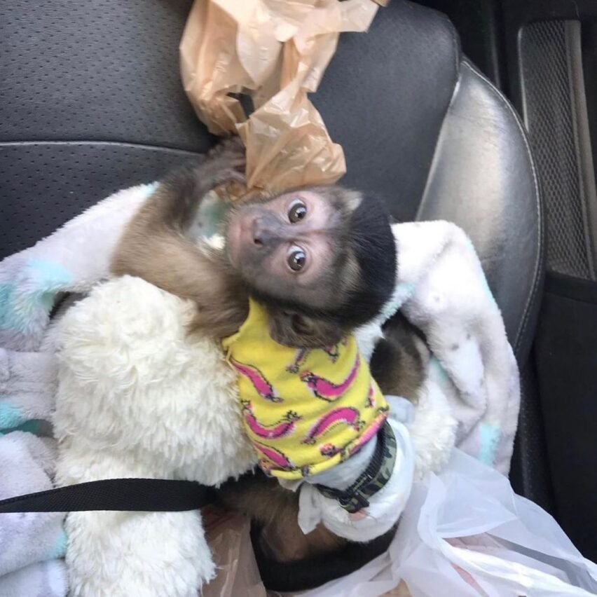 Cuddles – The Sweet Capuchin - ADORABLE MONKEYS