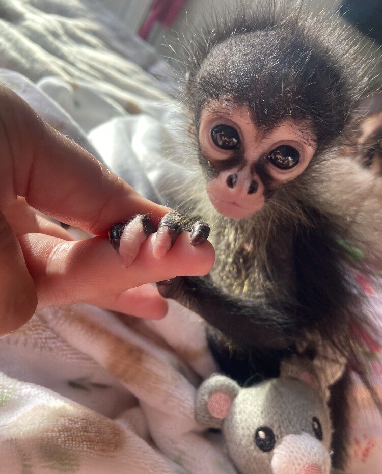 Pinky – The Cool Spider - ADORABLE MONKEYS