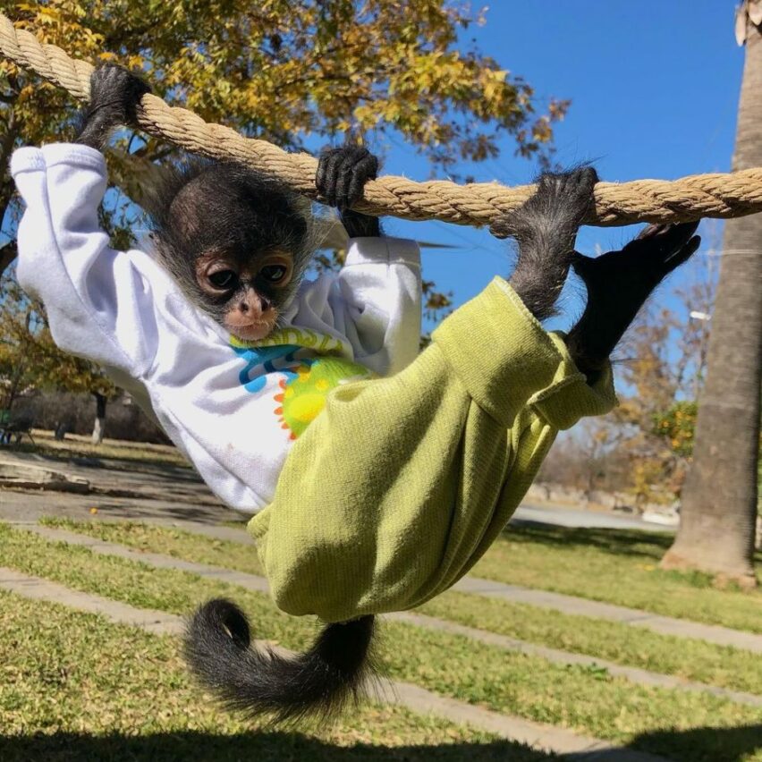 Cinderella – The Beautiful Spider - ADORABLE MONKEYS