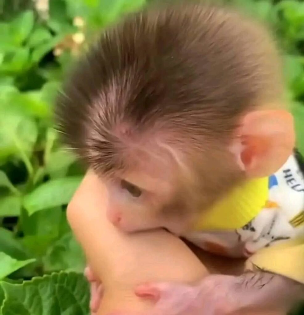 Camila – The Adventurous Pigtail - ADORABLE MONKEYS